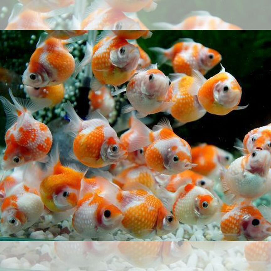 Красная шапочка