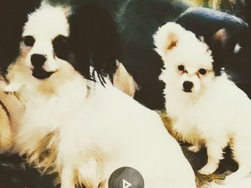 Щенок мальчик