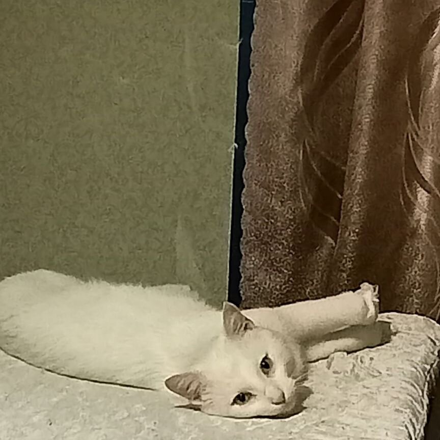 Взрослый кот в добрые руки