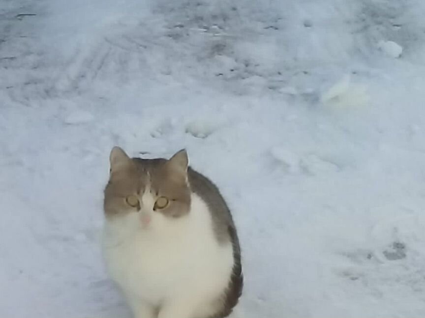 Кот Барсик 8 мес