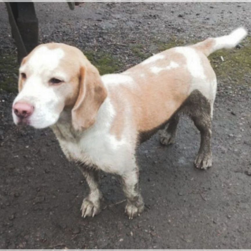 Найдена собака бигль