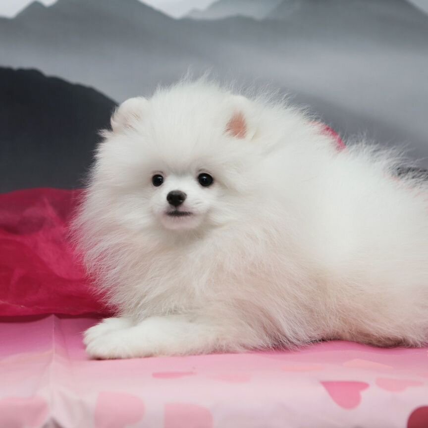 Белый померанский малыш