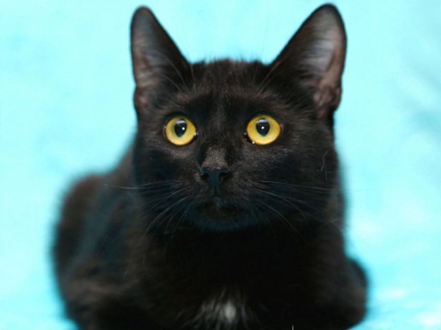Кошка