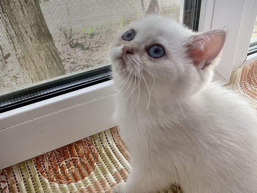 Британский короткошерстный котенок девочка