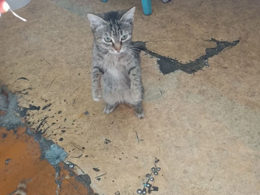 Отдаю котëнка