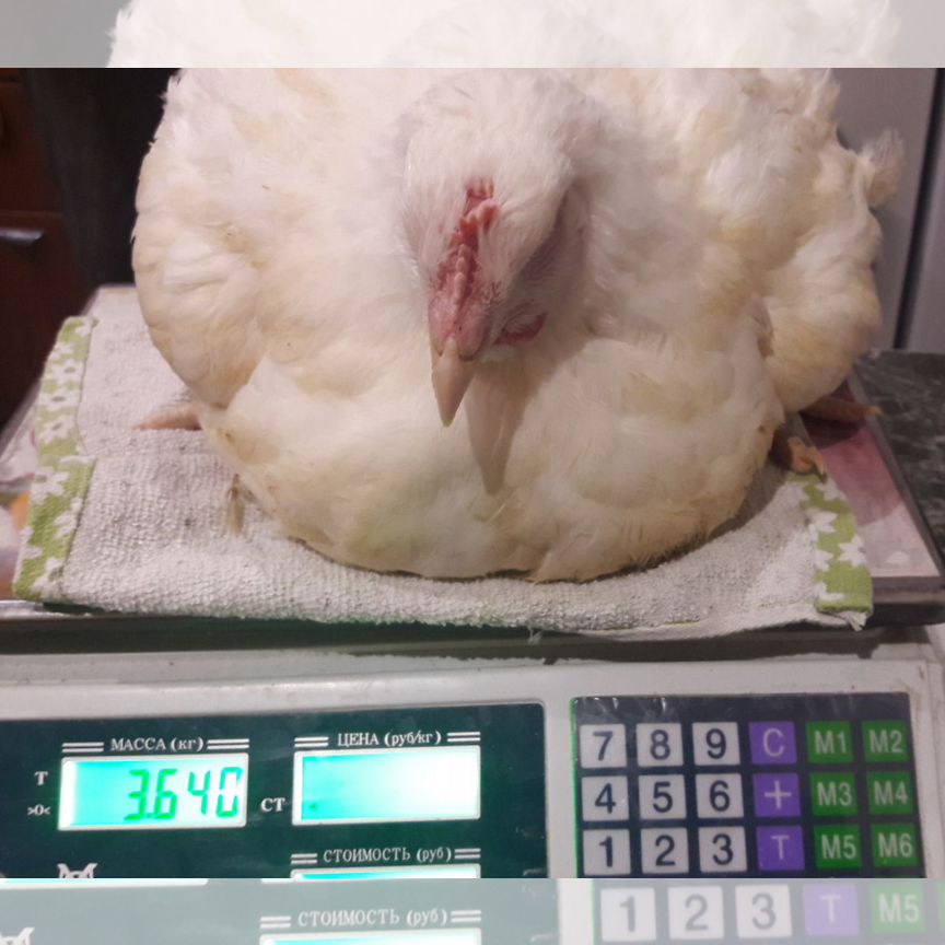 Бройлеры на забой