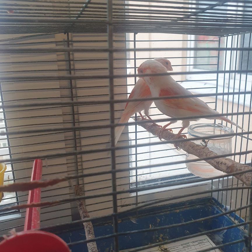 Канарейка мазайка пара