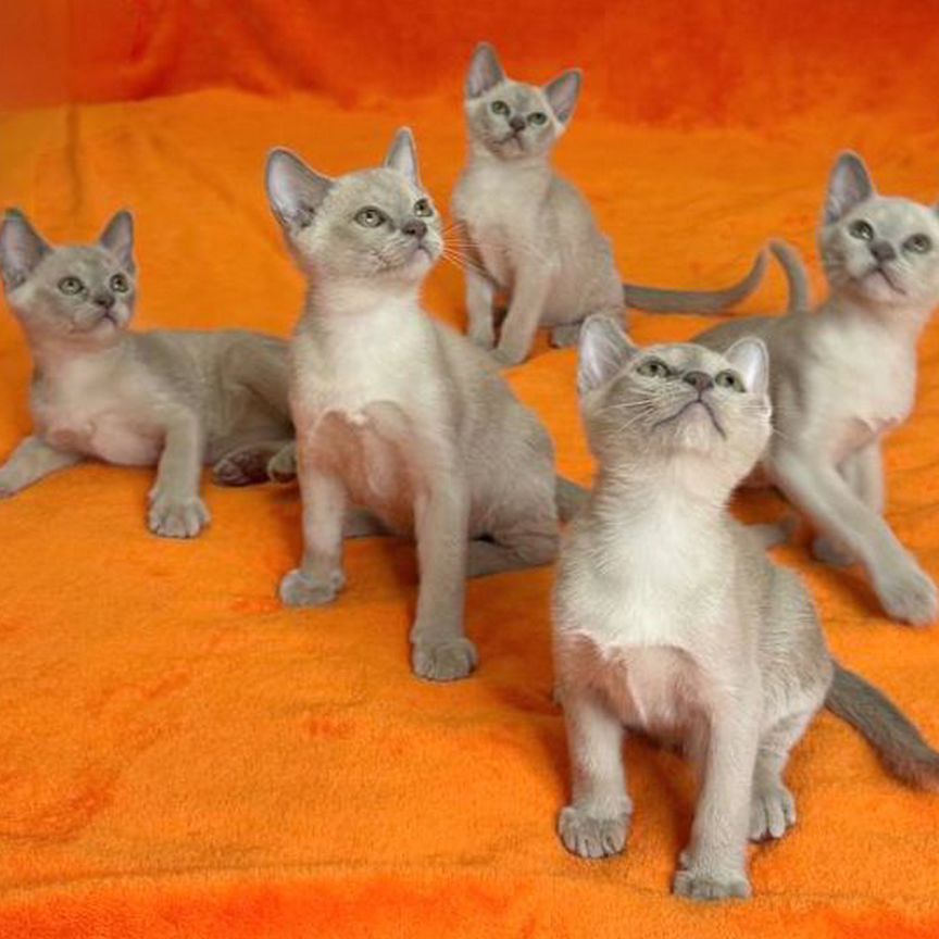 Европейский бурманский котёнок