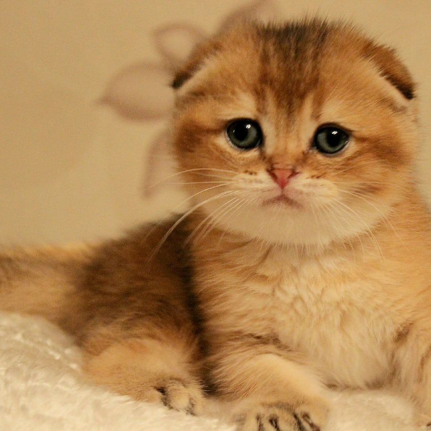 Золотые котята