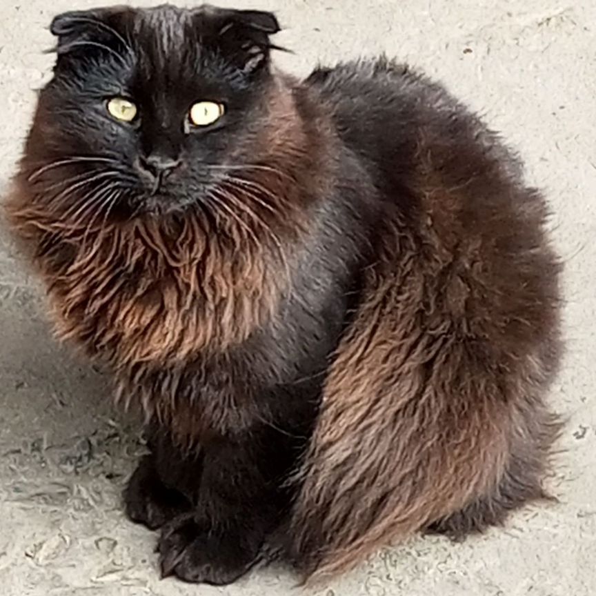 Котик для души