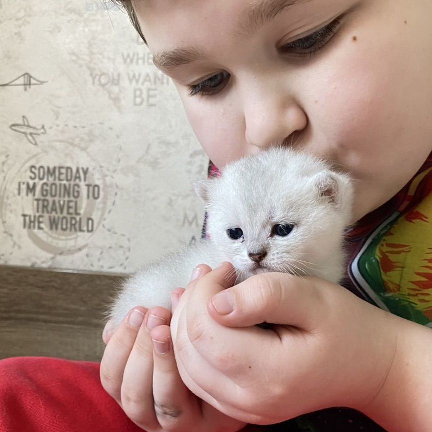 Котята золотая шиншилла