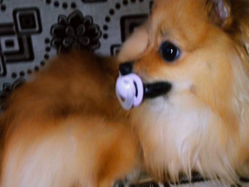 Собака в добрые руки шпиц