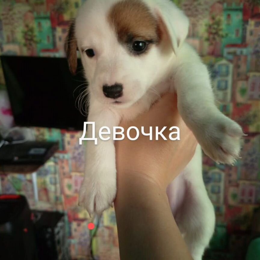 Щенки джек рассел терьер гладкошерстный