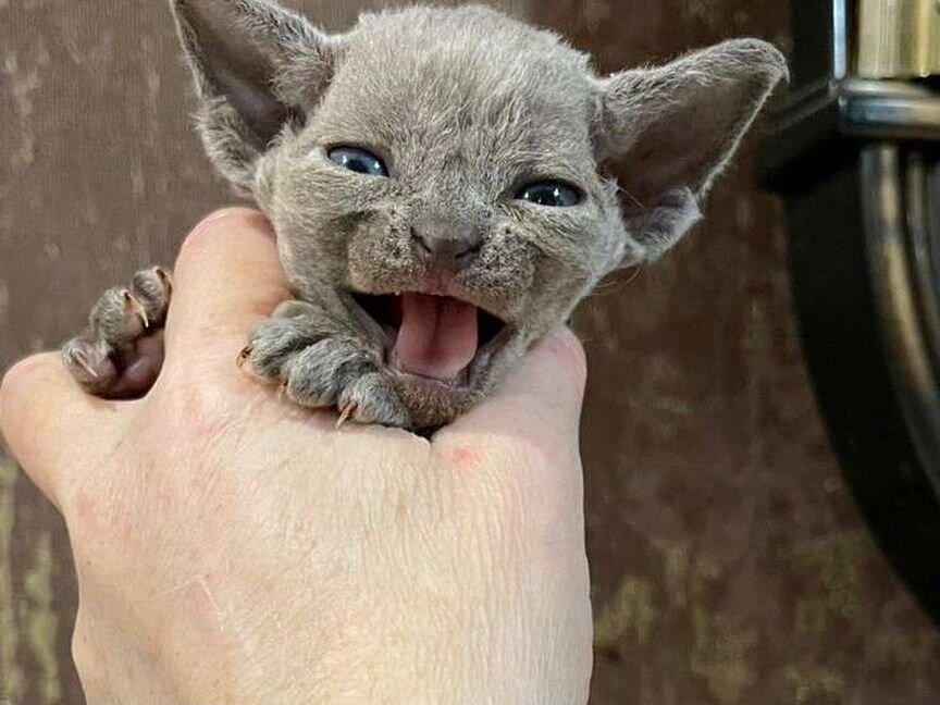 Котята девон рекс