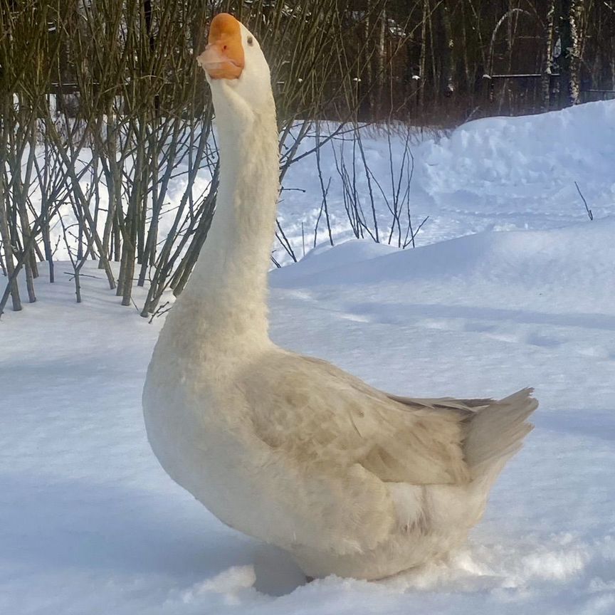 Инкубационное яйцо гусей