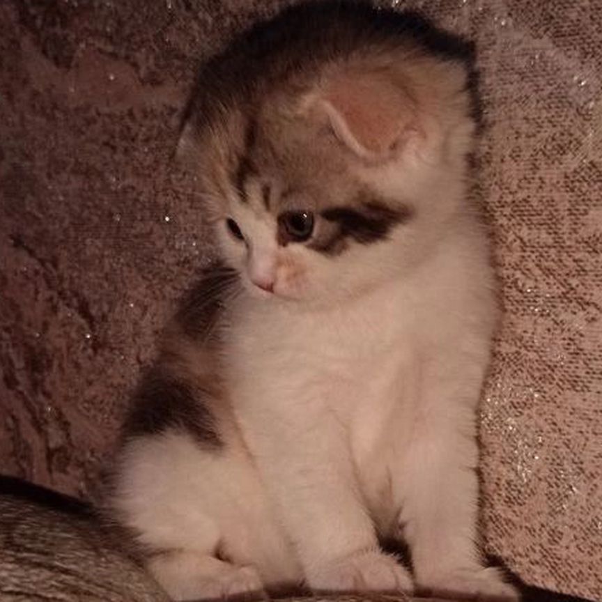 Шотландский вислоухий короткошёрстный котёнок