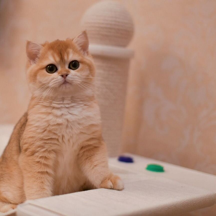 Британский котенок Vip