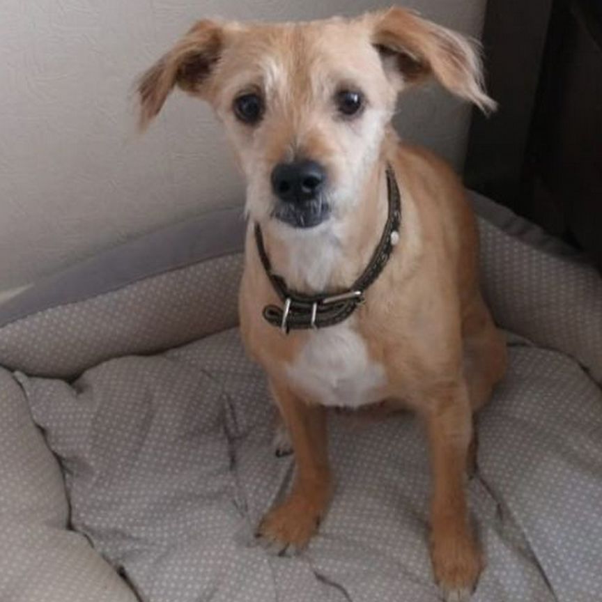 Взрослый пёс в добрые руки