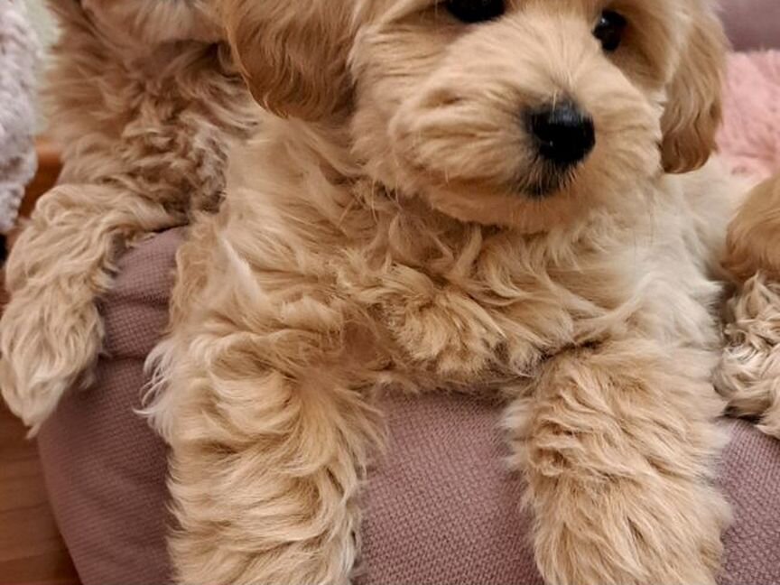 Мальтипу ф1