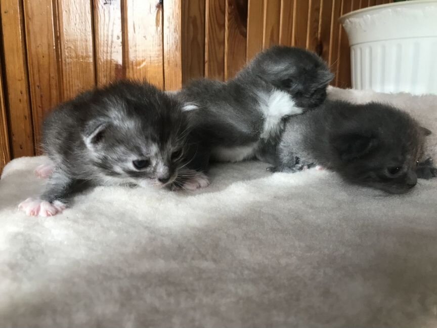 Отдам кота в добрые руки