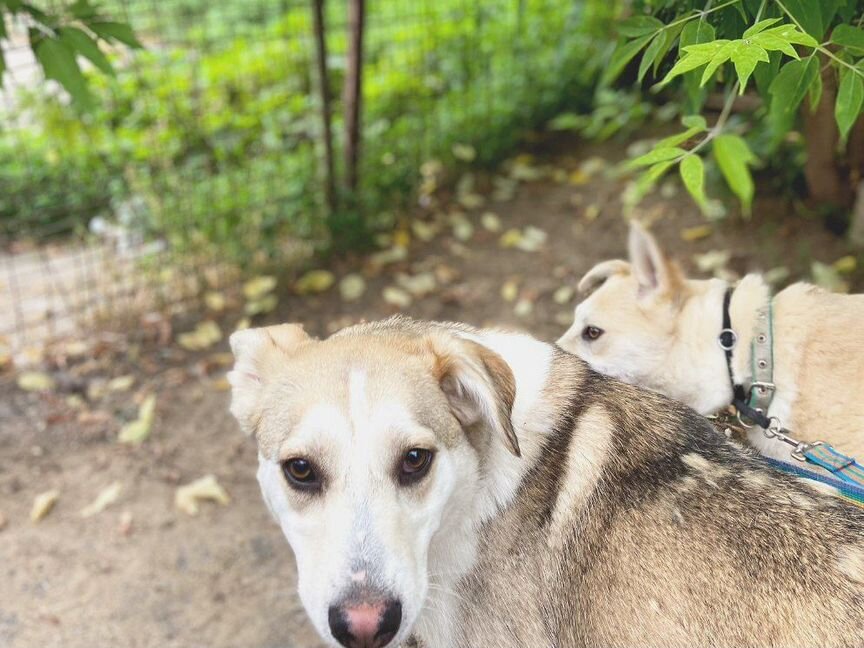 Собака Милка, очень любит детей