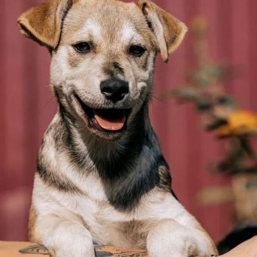 Щенок бесплатно