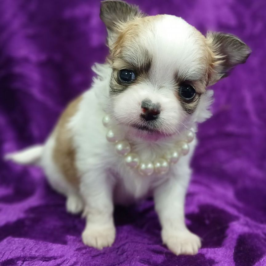 Чихуахуа мини