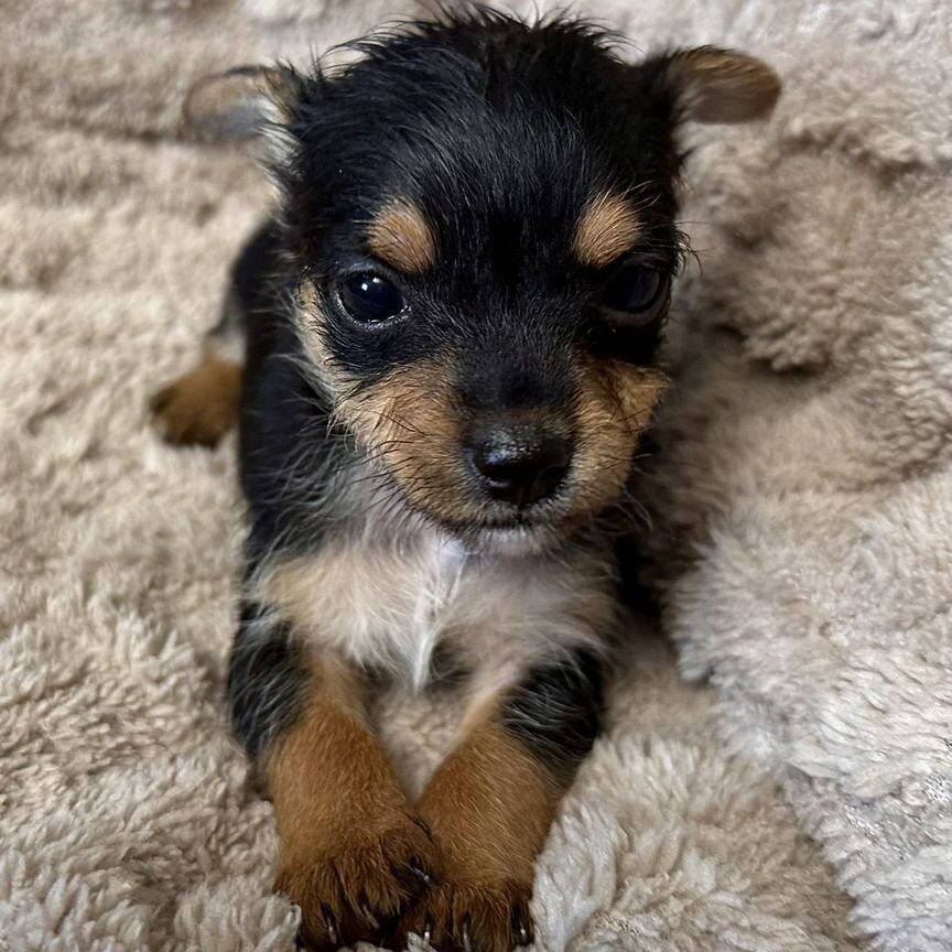 Йоркширский терьер, щенок