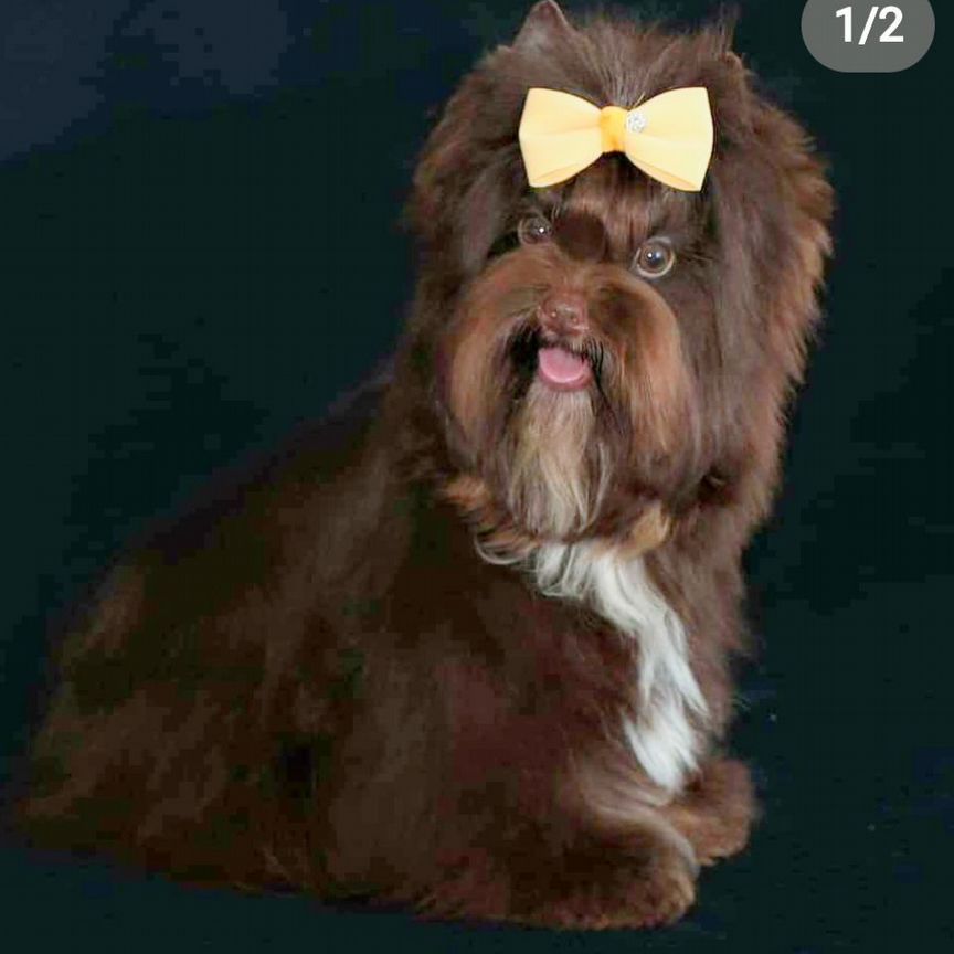 Шоколадный Йорк Вязка