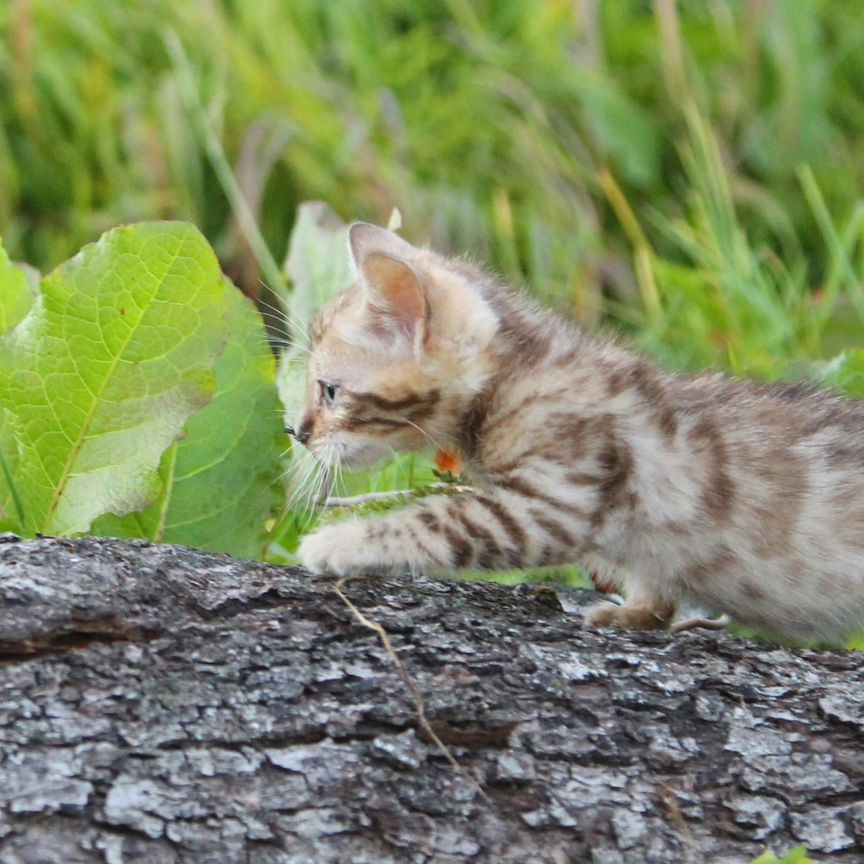 Малыши бенгальчики