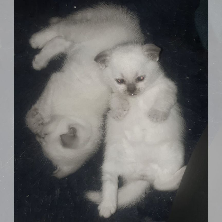 Шотландская вислоухая