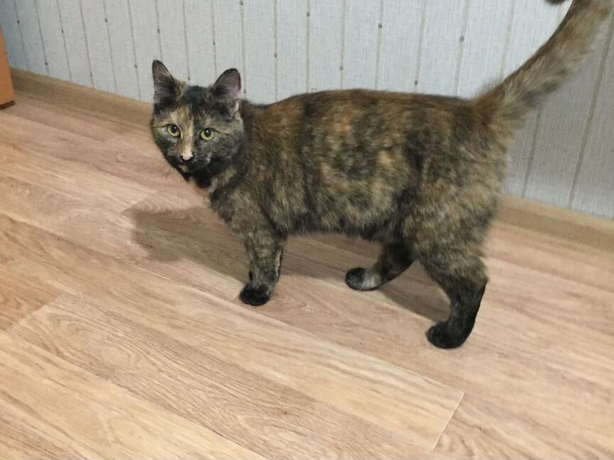 Кошечка богатка 6 месяцев