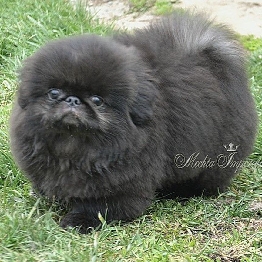 Пекинес, щенок