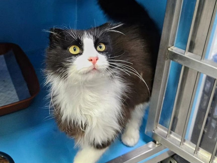 Вислоухий котик из приюта в добрые руки