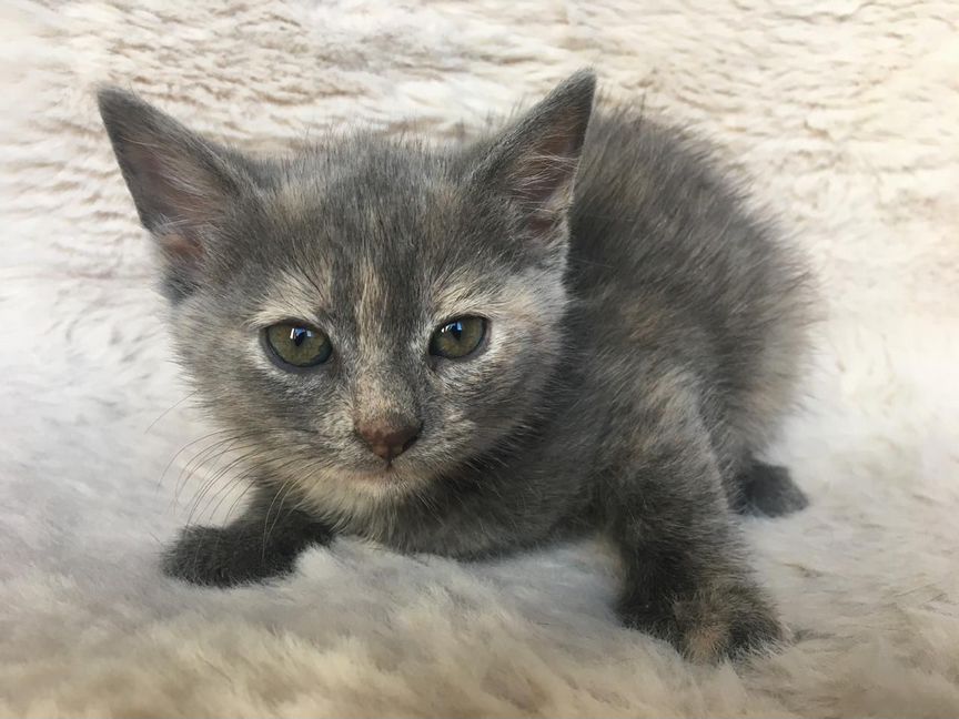 Крошка котёнок
