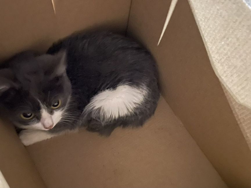 Котенок