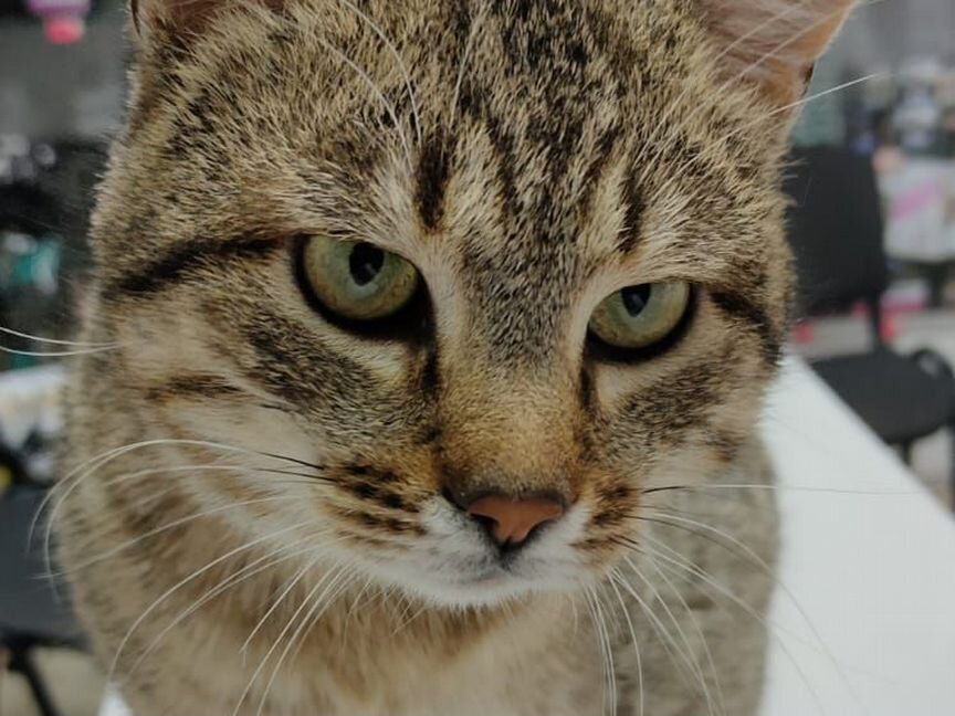 Крупный кот