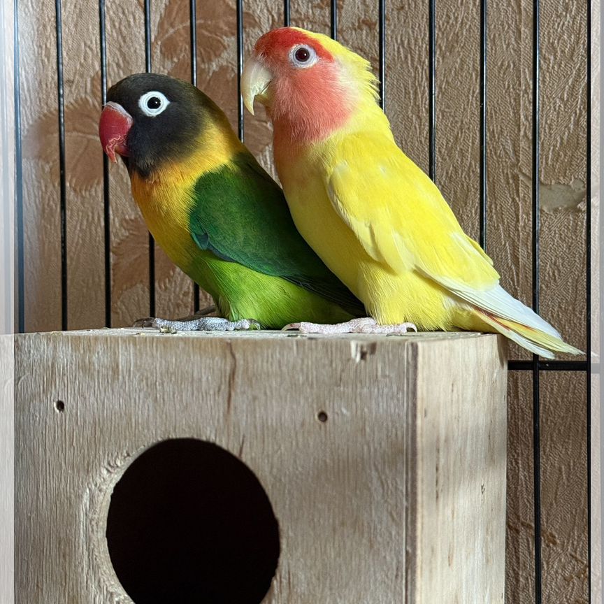 Неразлучники (пара)