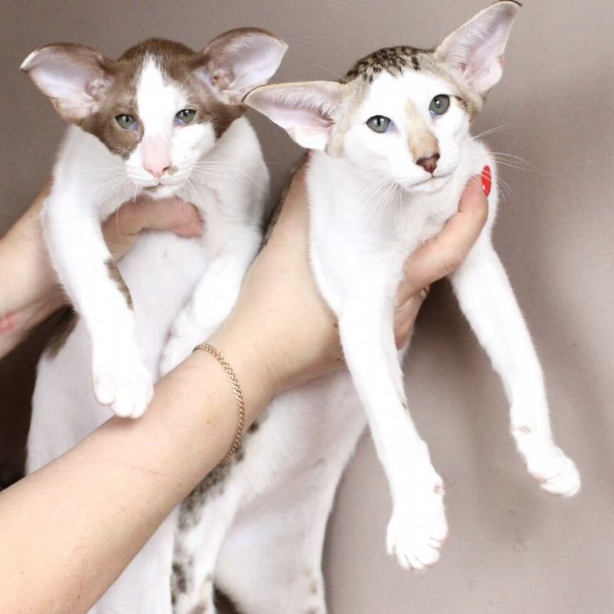 Ориентальные котята экстрим