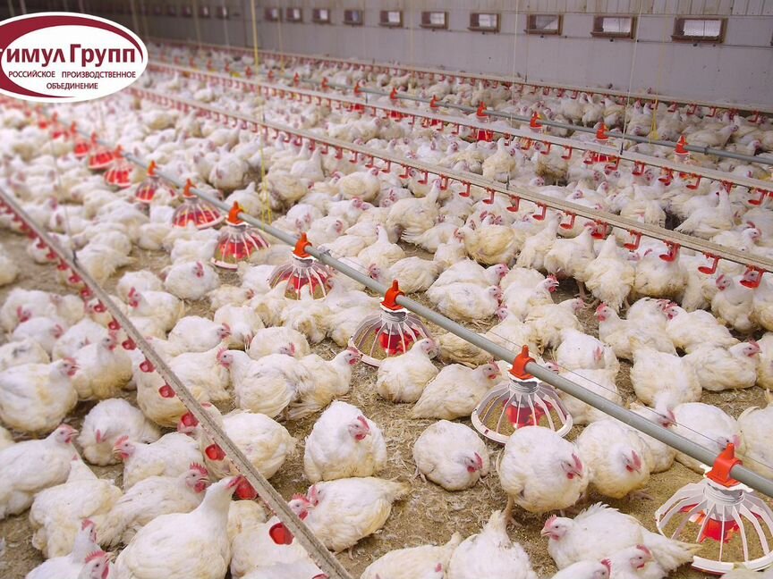 Быстровозводимый птичник под ключ