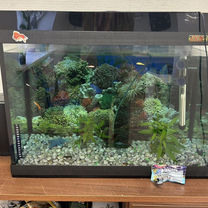 Аквариум с рыбками