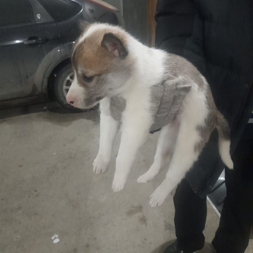 Продам щенков западно сибирской лайки