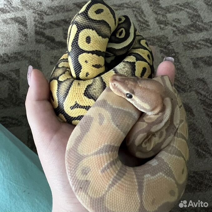 Змея королевская шар