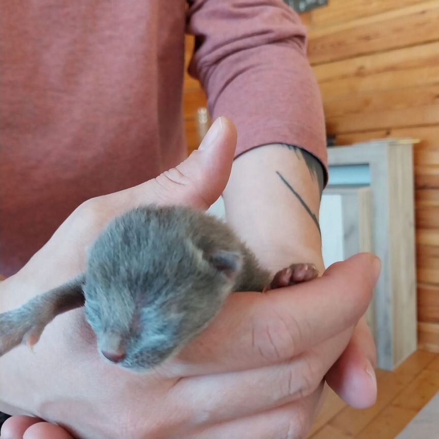 Котёнок бесплатно