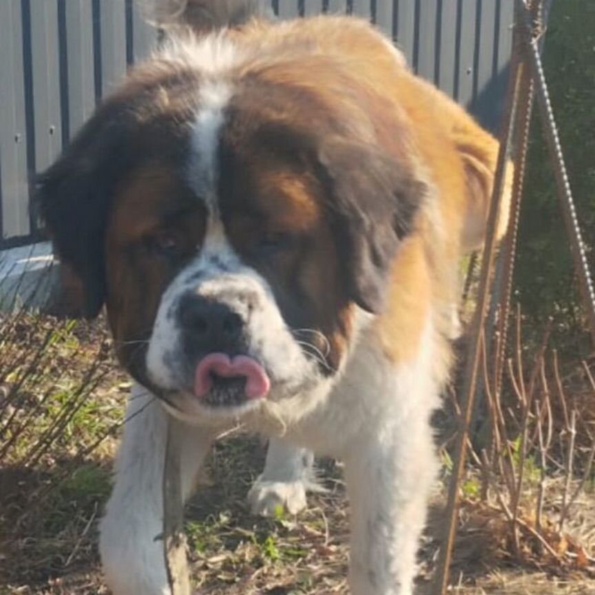 Мосовская сторожевая