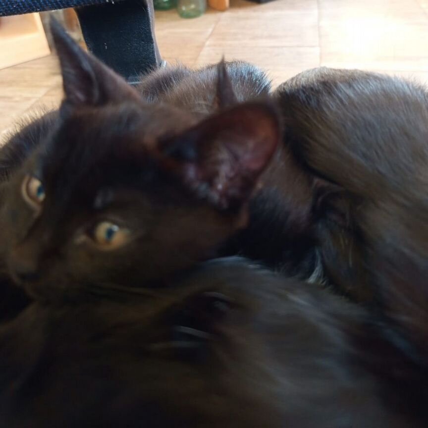 Котята