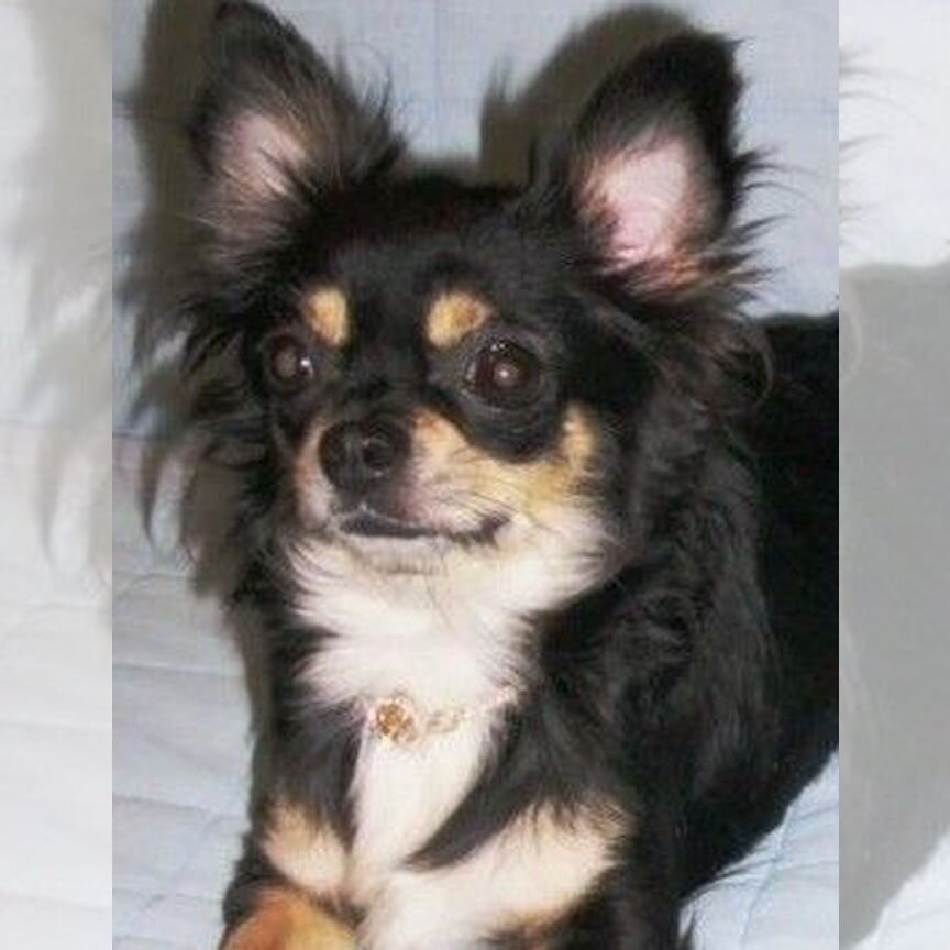 Мини мальчик чихуахуа