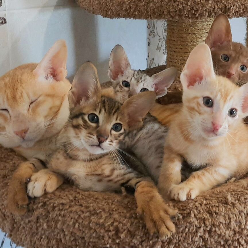 Папачка&сыночки орички