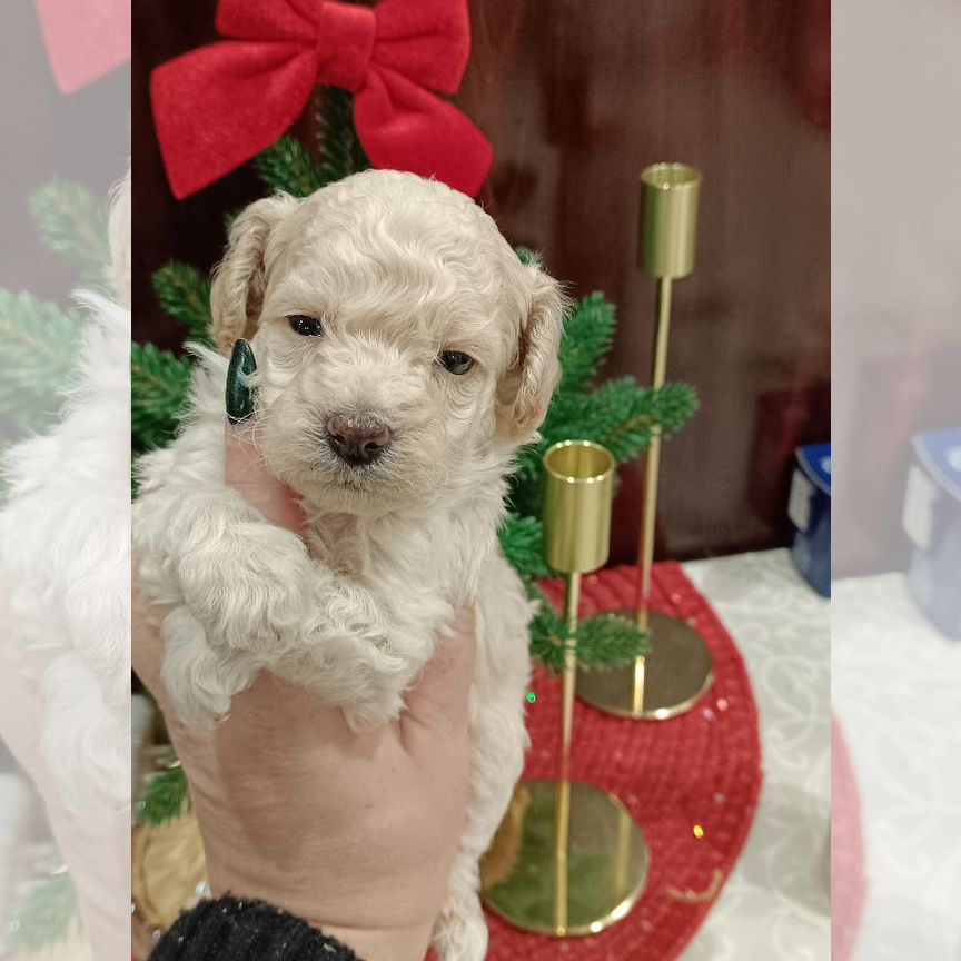 Мальтипу, щенок