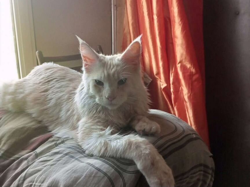 Котята мейн кунята